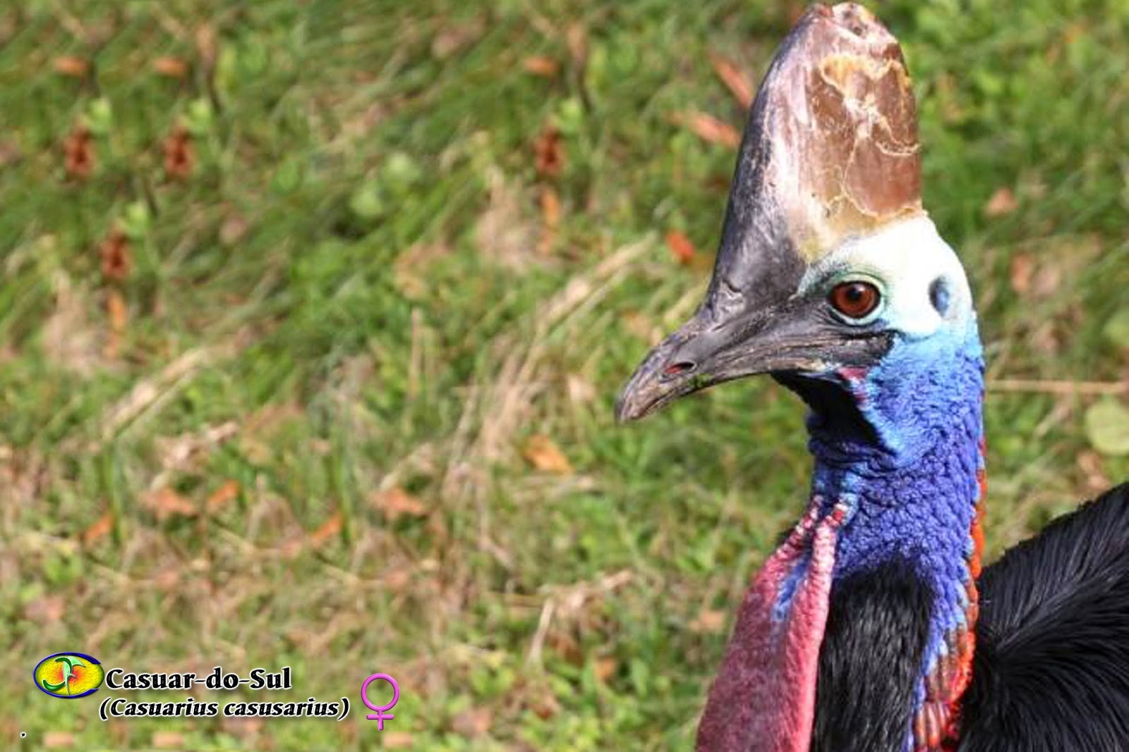 ORNITOLOGIA: Casuar-do-Sul (Casuarius casuarius)